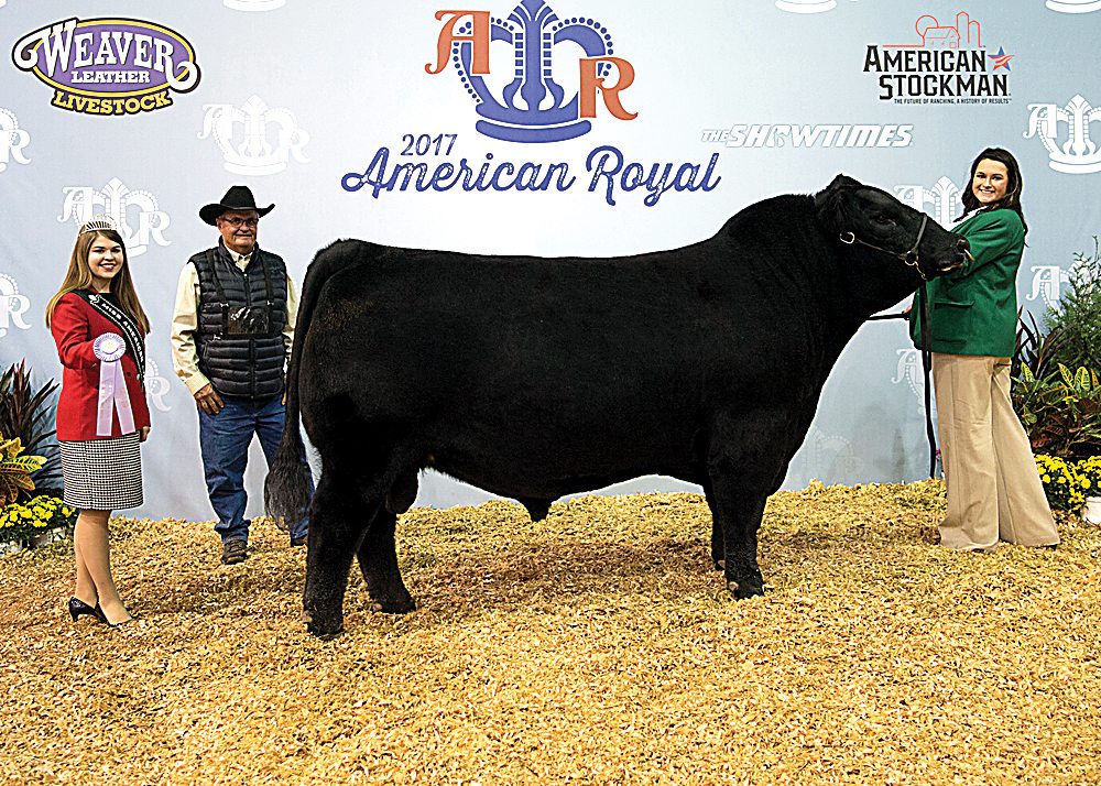 Reserve senior champion bull | News, Sports, Jobs - Minot Daily News
